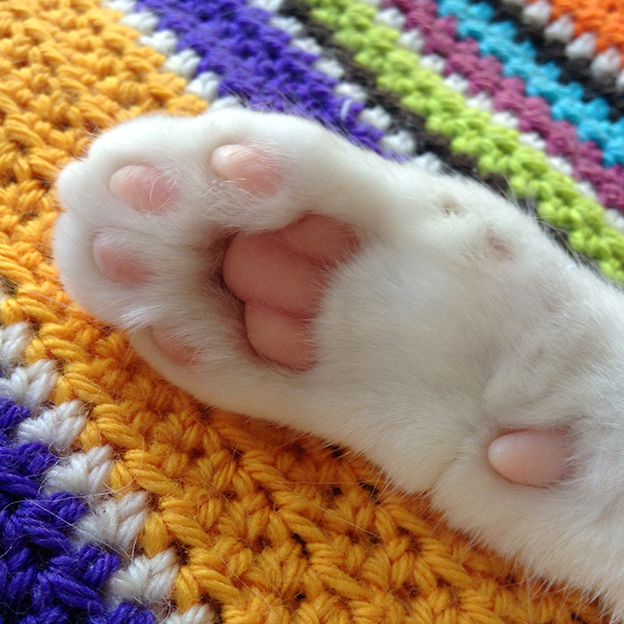 soft-kitty-toe-bean